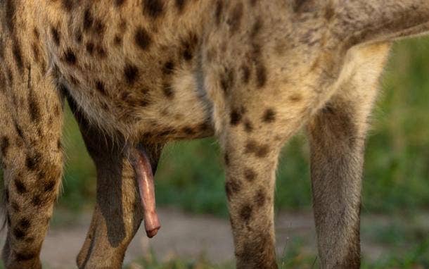 Female Hyenas Give Birth Through Penises Yourtango